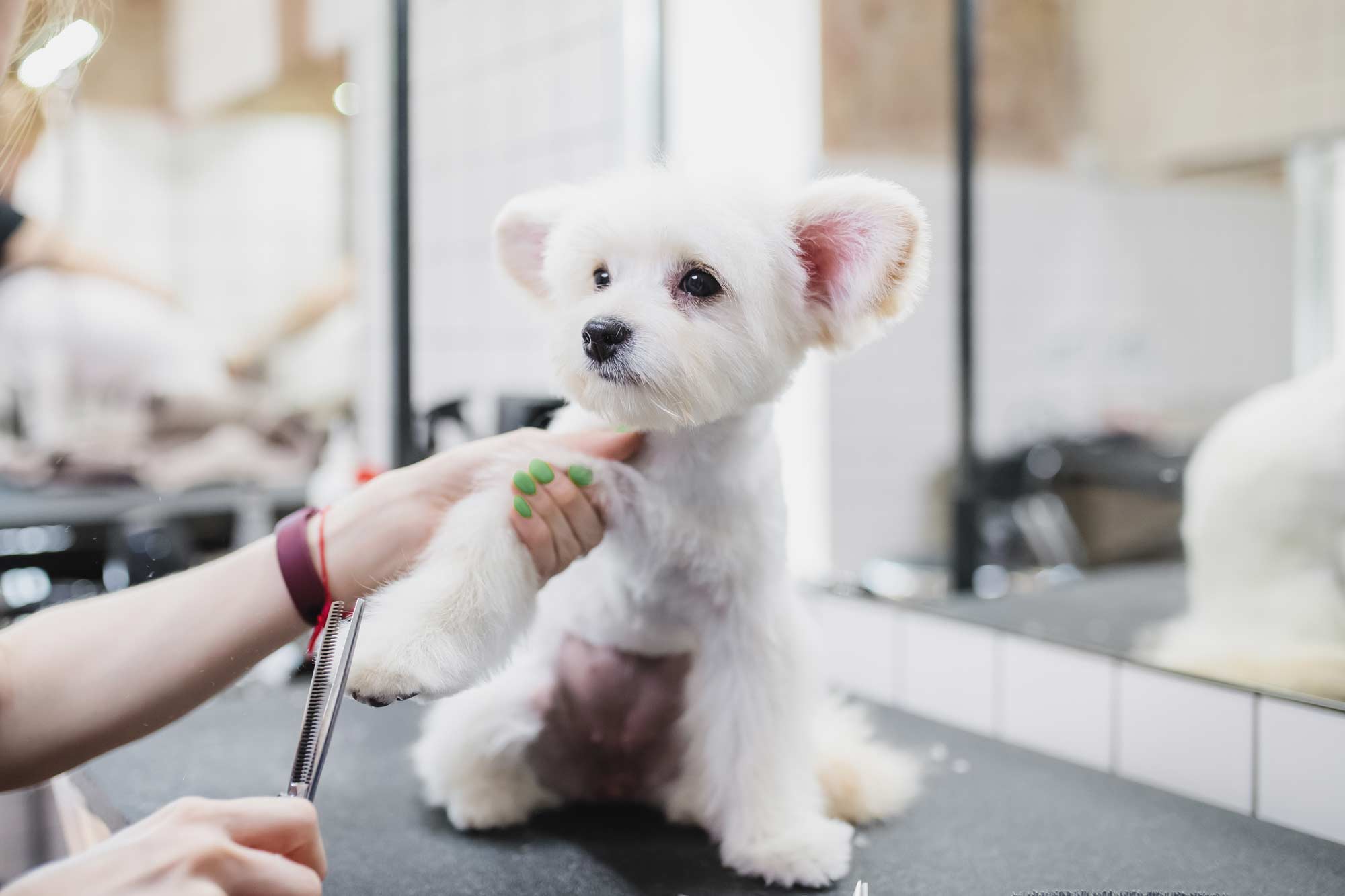 Gallery - A Plus Pet Grooming